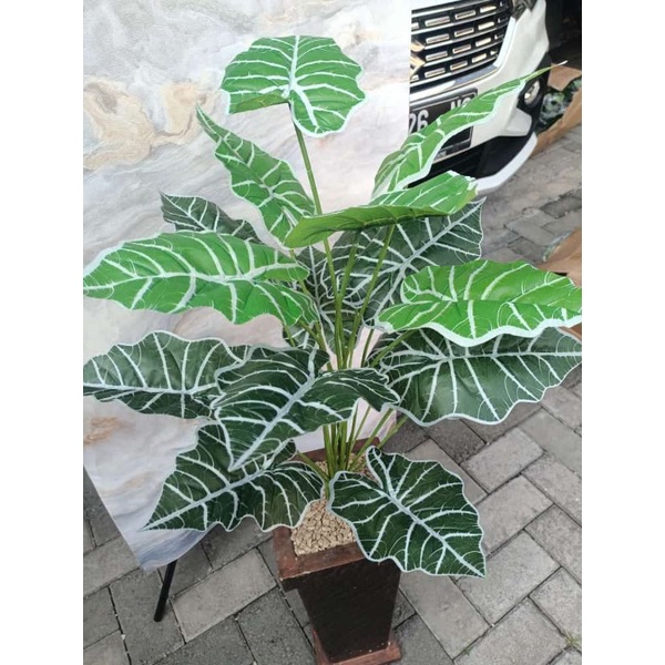 Jual tanaman hias palsu keladi K18 daun lateks / Daun keladi artificial ...