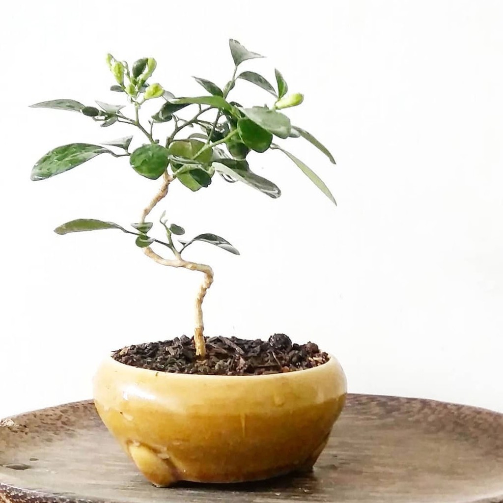 Jual Tanaman hias kemuning mini (Murraya paniculata micro) | Shopee ...