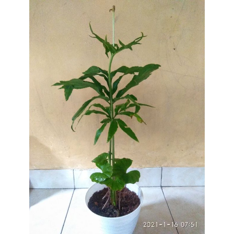 Jual TANAMAN HIAS AKAR TUNJUK LANGIT 100% ASLI// TANAMAN HIAS LANGKA DAN OBAT HERBAL AMPUH ...