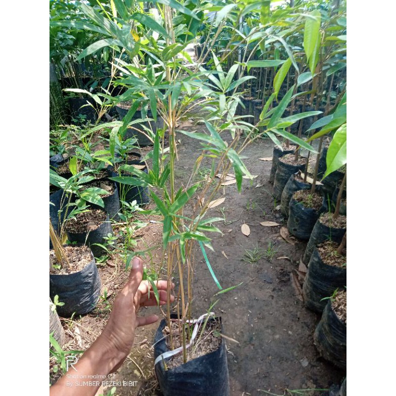 Jual bibit bambu kuning unggul | Shopee Indonesia