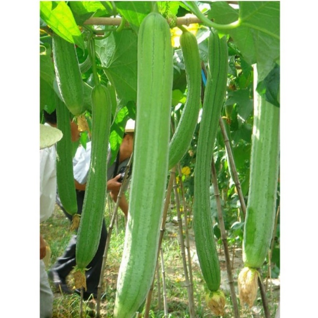 Jual 10biji Benih Oyong Long Taiwan | Luffa Loofah | Blustru Cylindric ...