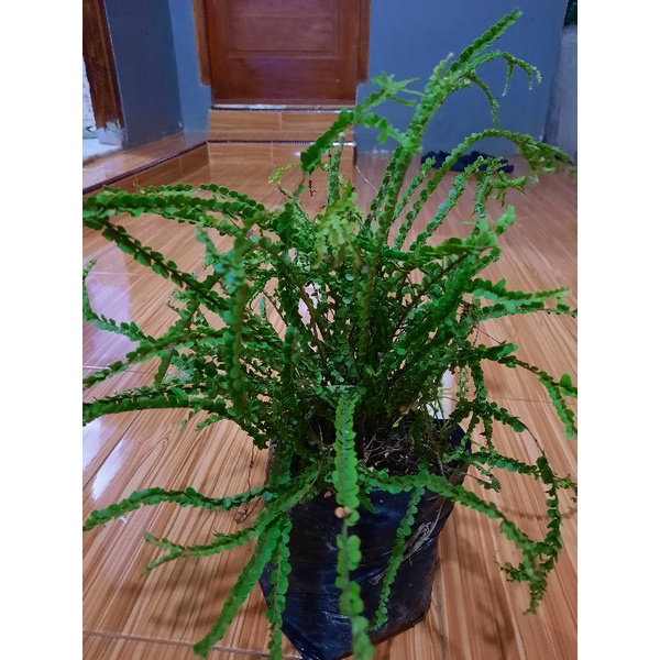 Jual TANAMAN PAKIS LEMON BUTTON/NEPHROLEPIS CORDIFOLIA | Shopee Indonesia