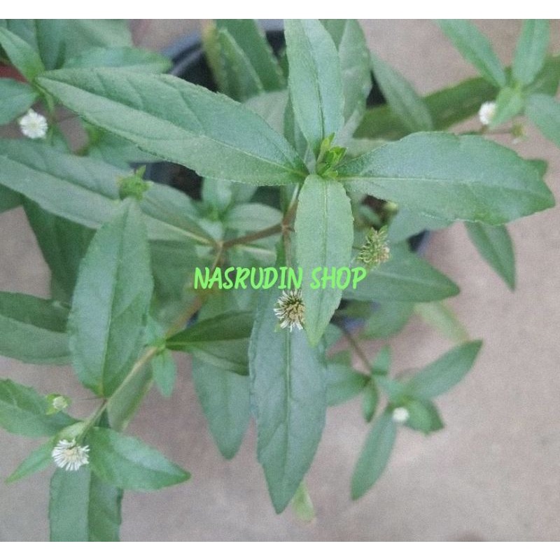 Jual DAUN URANG ARING SEGAR LANGSUNG PETIK / ECLIPTA ALBA / ORANG ARING ...