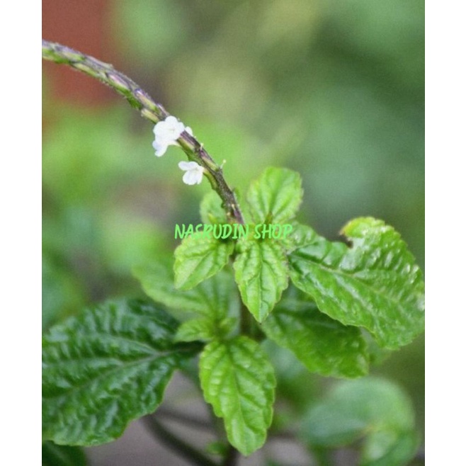 Jual DAUN PECUT KUDA SEGAR LANGSUNG PETIK / STACHYTARPHETA CAYENNENSIS ...