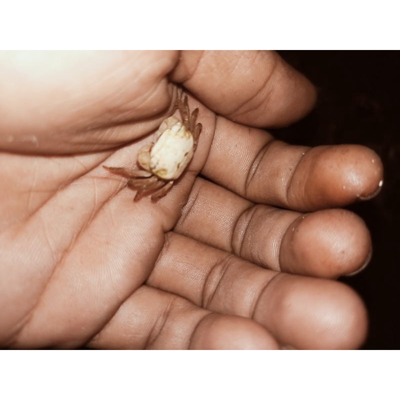 Jual kepiting batik crab | Shopee Indonesia