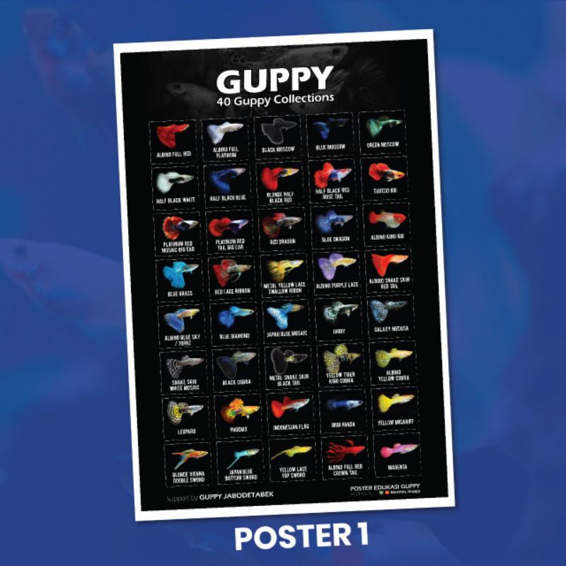 Jual Poster Edukasi Ikan Guppy (1) | 40 Jenis Guppy | Shopee Indonesia