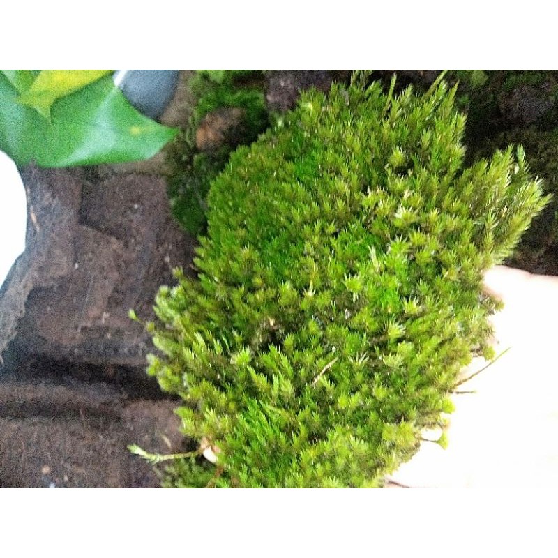 Jual LUMUT HIDUP liping moos media tanaman hias media tanam lumut hutan ...
