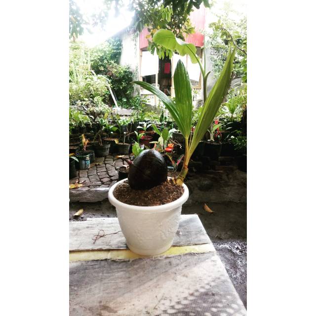 Jual bonkla (bonsai kelapa) | Shopee Indonesia