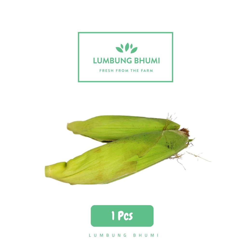 Jual Lumbung Bhumi - Jagung Manis 1 Pcs ( Sayur Curah ) | Shopee Indonesia