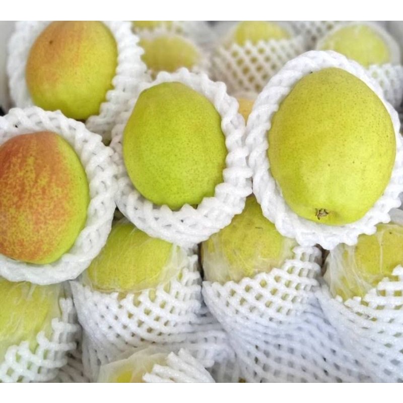 Jual Pear Xianglie | Shopee Indonesia