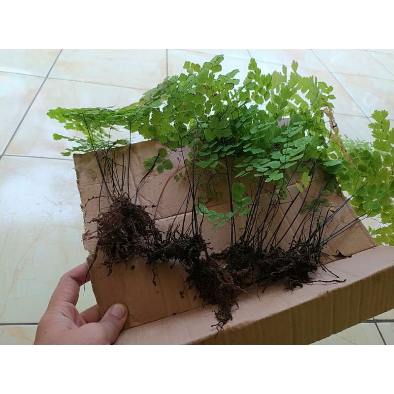 Jual Pakis suplir/bibit pakis suplir | Shopee Indonesia
