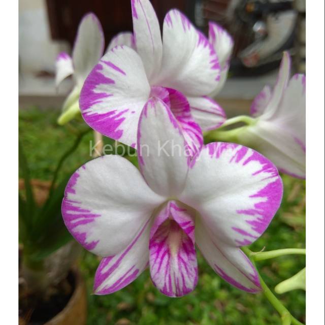 Jual Anggrek Dendrobium Enobi Splash Purple (Plant Mini) | Shopee Indonesia
