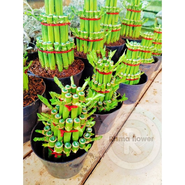 Jual Tanaman hias pohon bambu hoki/ tanaman hias bambu hoky cantik ...
