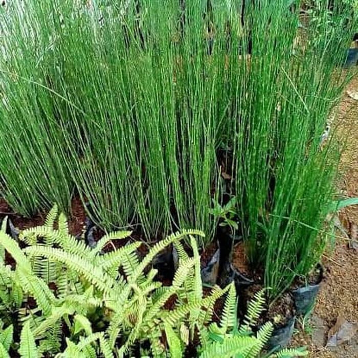 Jual pohon bambu air / lidi air | Shopee Indonesia