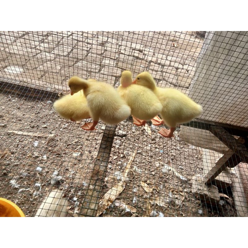 Jual ANAK ANGSA BABY ANGSA ANAKAN ANGSA ANAK SOANG ANAK BANYAK | Shopee ...