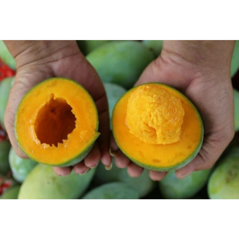 Jual Mangga harumanis matang tua pohon 1kg | Shopee Indonesia