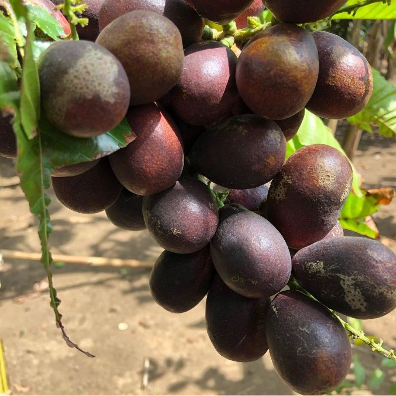 Jual Bibit Matoa Super_bibit tanaman | Shopee Indonesia