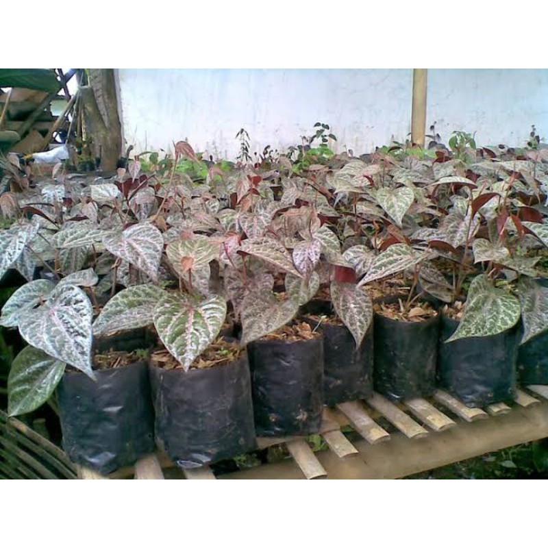 Jual pohon merambat tanaman sirih merah batik.. | Shopee Indonesia