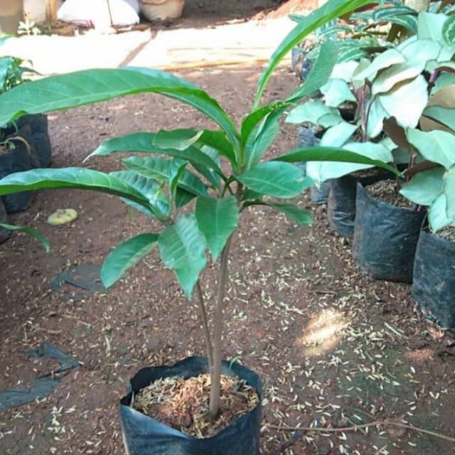 Jual Pohon Alkesah / Sawo Mentega - Bibit Tanaman Pohon Buah Alkesah ...