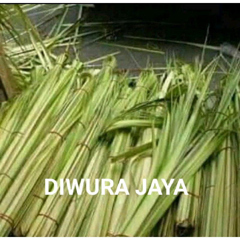 Jual JANUR JANURE POHON KELAPA JANUR KUNING POHON KELAPA MUDA HARGA PER ...