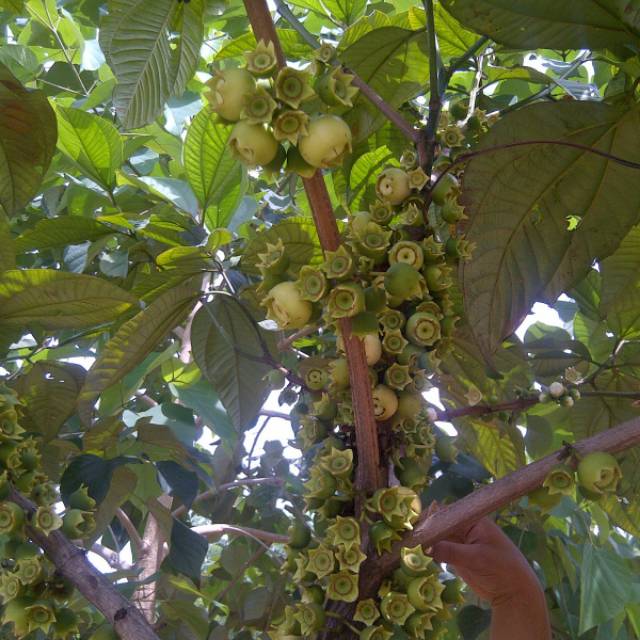 Jual Buah tangkalak / harendong besar fresh 1kg | Shopee Indonesia