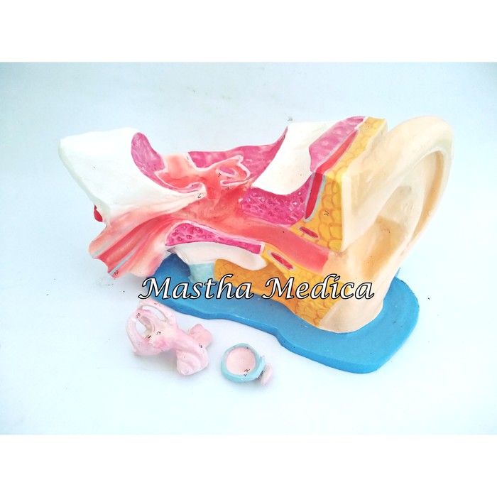 Jual Manekin / Torso Kerangka Anatomi Manusia Model Telinga | Shopee ...