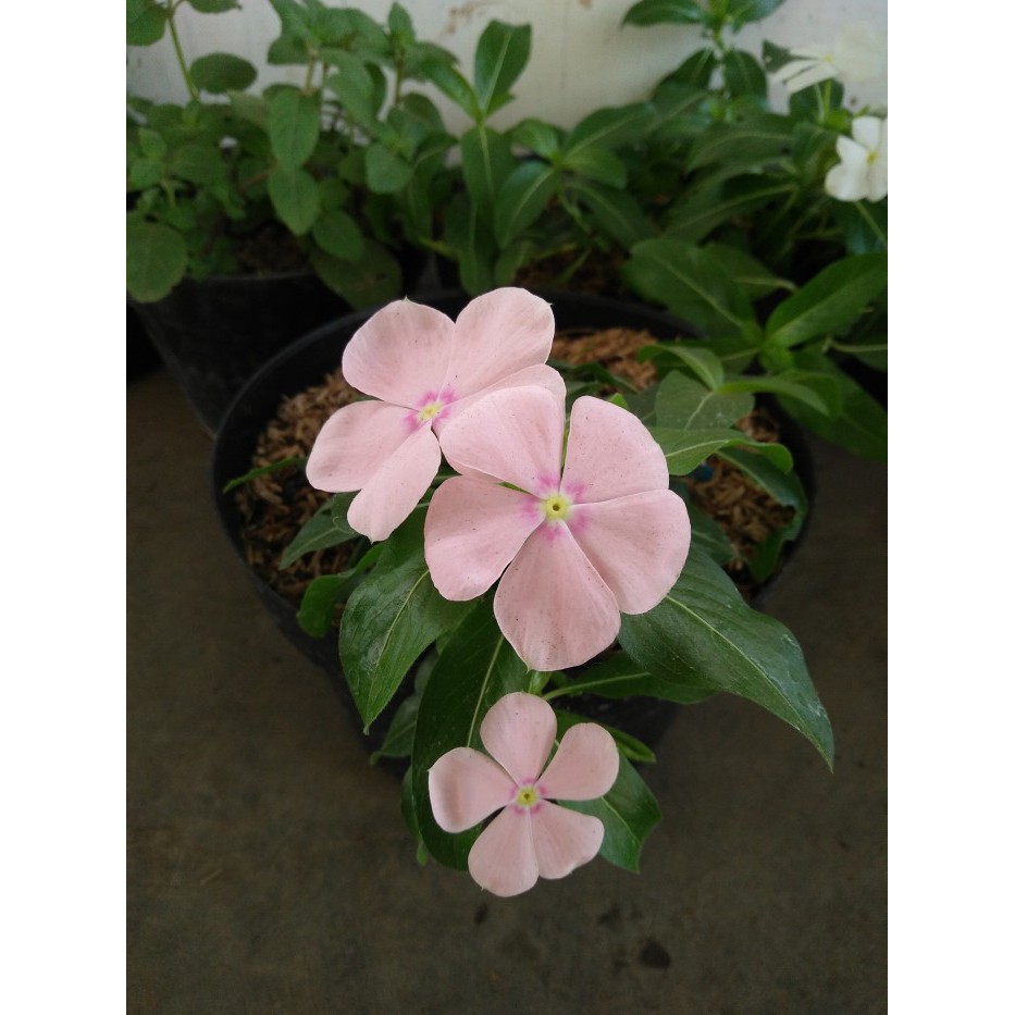Jual Bibit Tanaman Bunga Vinca Peach Pohon Hidup | Shopee Indonesia
