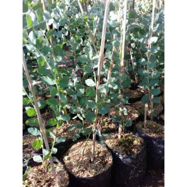 Jual Tanaman hias daun silver dollar (Adiantum peruvianum) REAL PICT ...