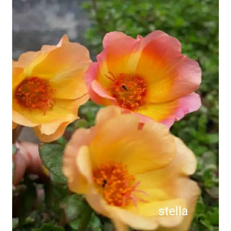 Jual Stella Moss rose Krokot Portulaca | Shopee Indonesia
