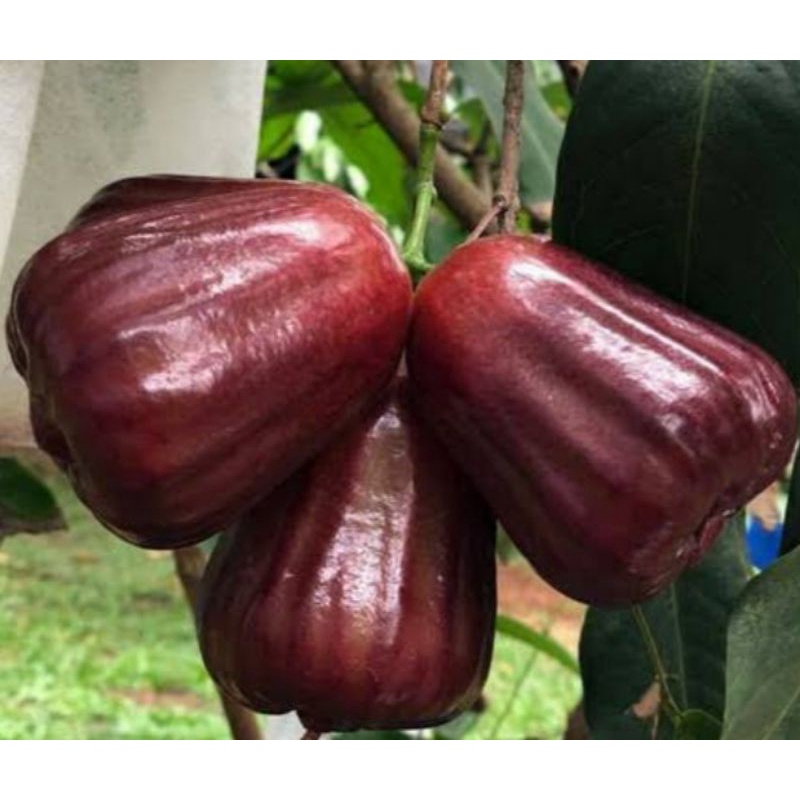 Jual Bibit Jambu Air Mutiara Hitam Dijamin Asli Buatan Sendiri (Okulasi ...