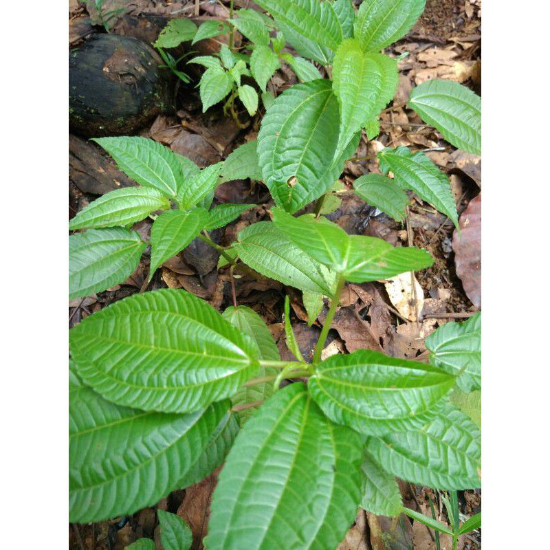 Jual daun pohpohan segar langsung petik lalapan khas sunda | Shopee ...