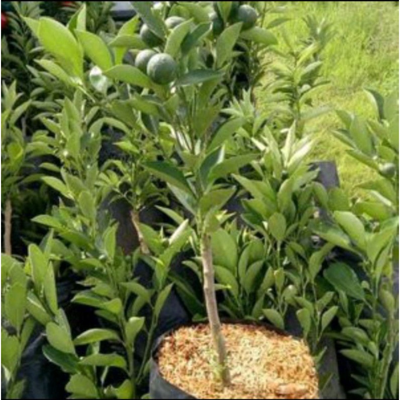 Jual BIBIT JERUK SANTANG MADU ( KONDISI BERBUAH ) | Shopee Indonesia