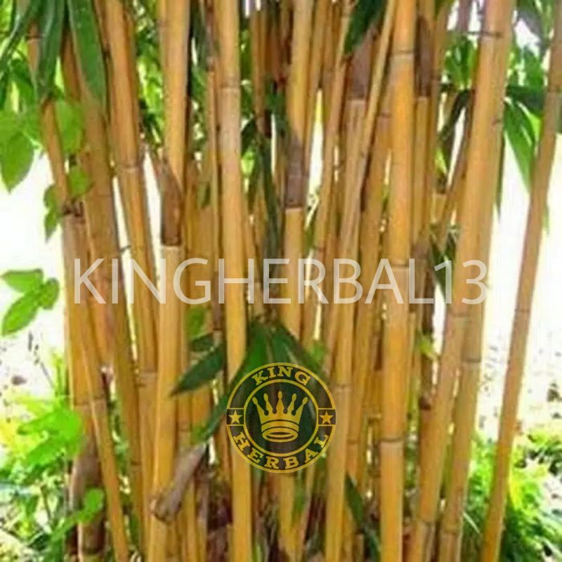 Jual Bambu kuning pengusir setan belek bambu kuning terbaik | Shopee ...