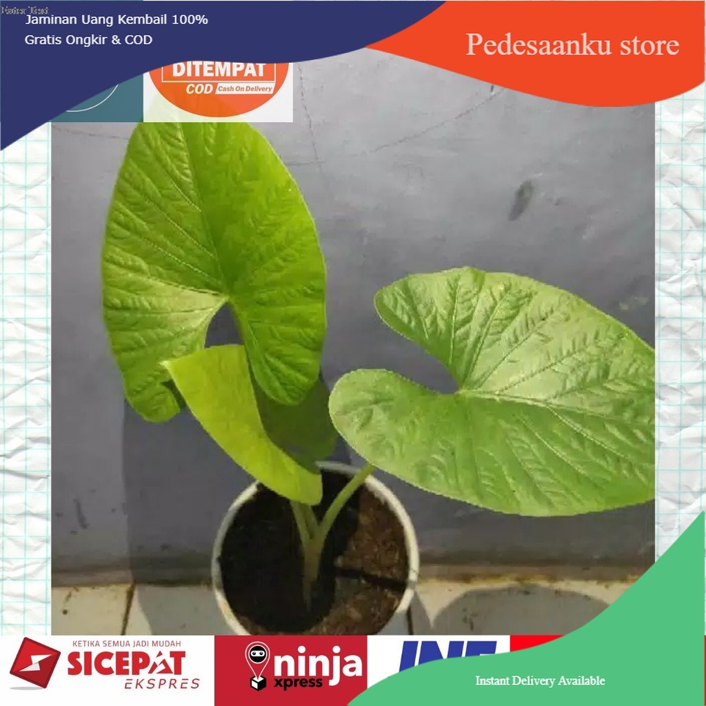 Jual Tanaman hias alocasia alba - alokasia alba | Shopee Indonesia