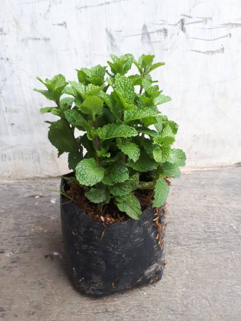Jual Bibit Tanaman Herbal Daun mint ( mentha mint,common mint,paperita ...