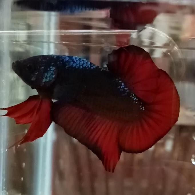 Jual Promo Cupang Male Koi Fancy Solid Avatar Emerald Nemo Grade 200K ...