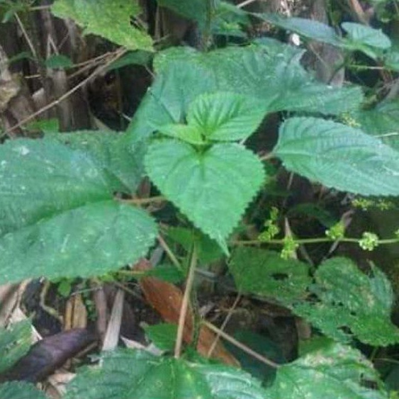 Jual Daun Jelatang Segar Daun Gatal paket 250 gram | Shopee Indonesia