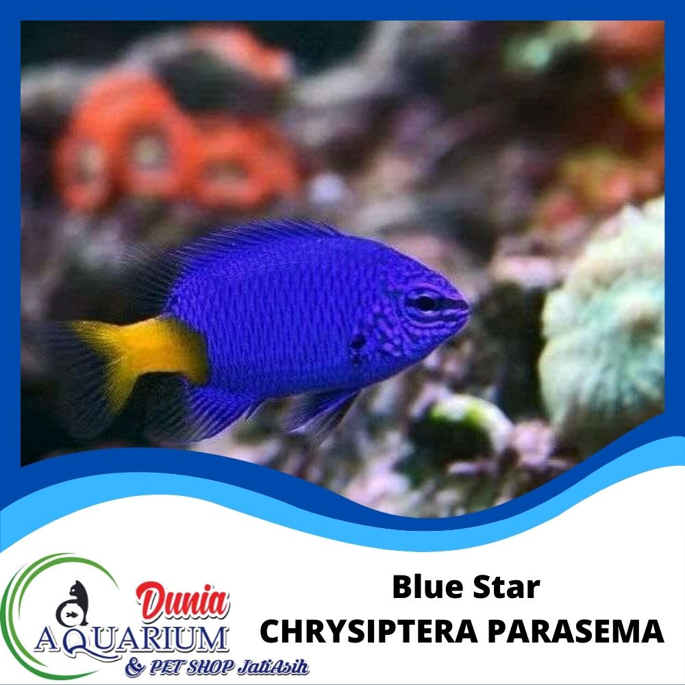 Jual Blue Star Betok Biru Ikan Hias laut Aquarium Marine reef Tank ...