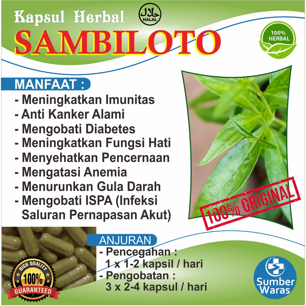 Jual Sambiloto 100 Kapsul / Atasi Nyeri & Kaku Sendi, Anemia, ISPA ...