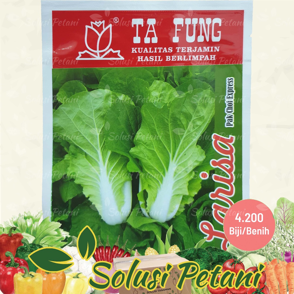 Jual Benih Sawi Larisa Pak Choi Express 10gr (4.200 Biji) Benih Sawi ...