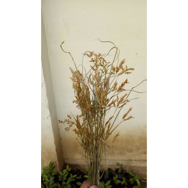 Jual BUNGA RUMPUT TEKI KERING KUALITAS TERBAIK | Shopee Indonesia