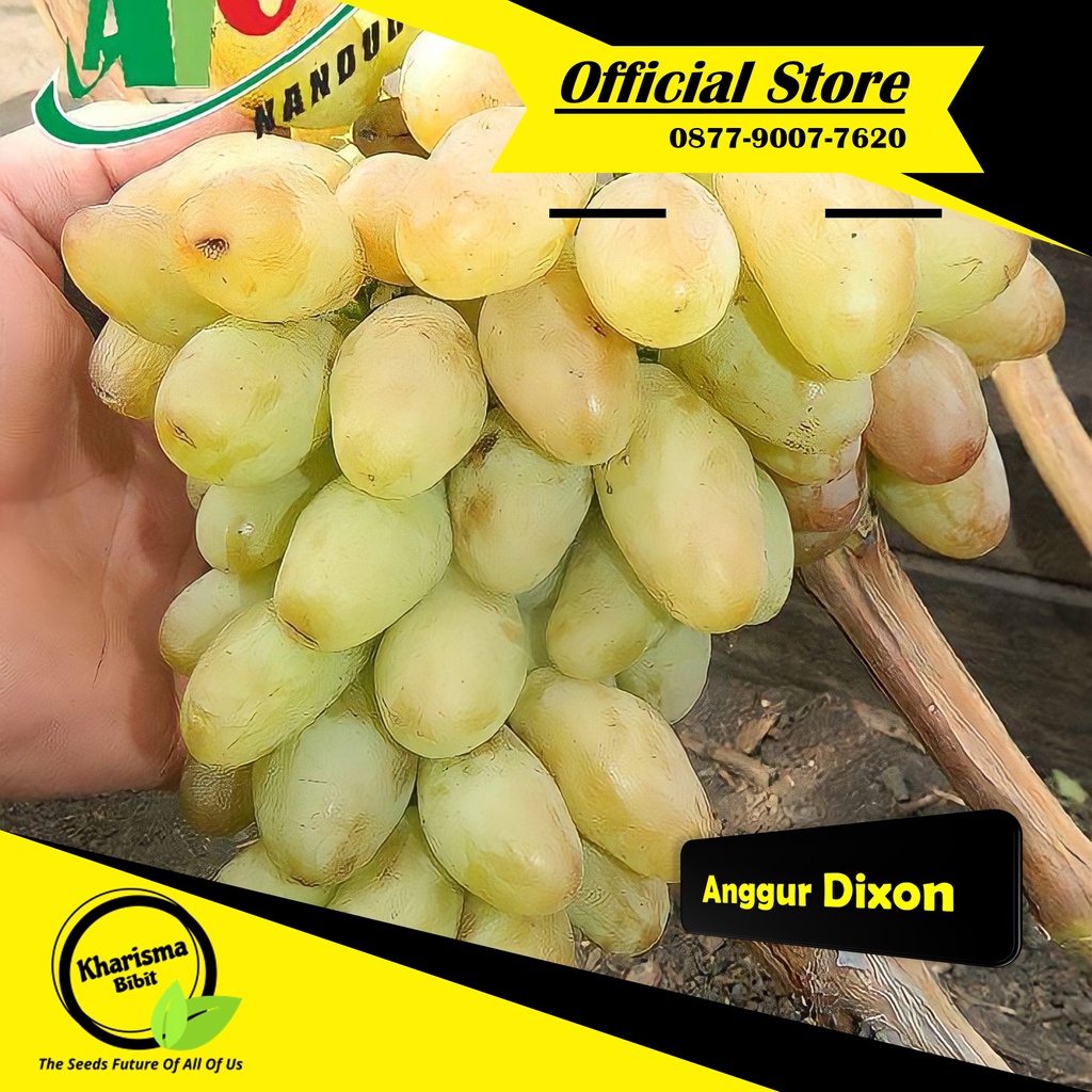 Jual Tanaman Anggur Import Dixon - (KharismaBibit Nursery) | Shopee ...