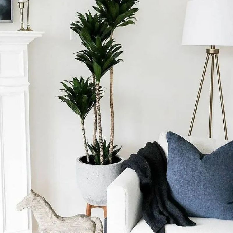 Jual Tanaman hias kemoceng | Bunga pagar | Tanaman pagar | Kemoceng ...