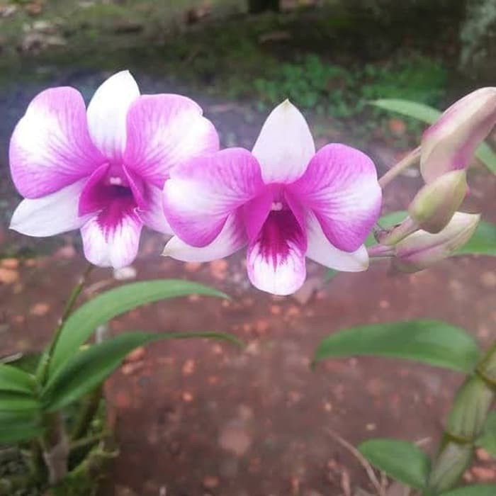 Jual Anggrek Dendrobium Mini Fancy Pink | Shopee Indonesia