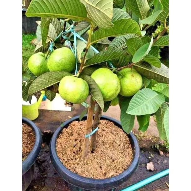 Jual bibit jambu kristal putih okulasi | Shopee Indonesia