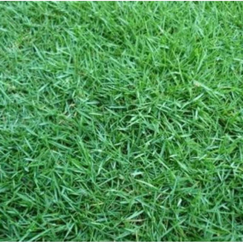 Jual Tanaman hidup rumput Jepang/Rumput Peking 1 m x 1 m persegi ...