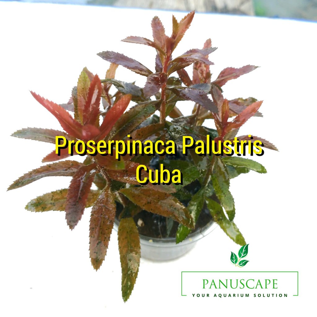 Jual Proserpinaca Palustris Cuba | Shopee Indonesia