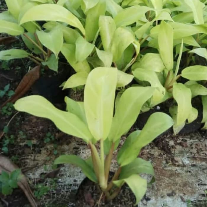 Jual Pohon Sirih Gading Centong Tanaman Vertikal Garden TERLARIS ...