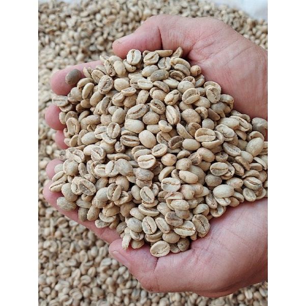 Jual Kopi Arabika Biji Green Bean Flores Bajawa 1kg Grade 1 Mattin ...