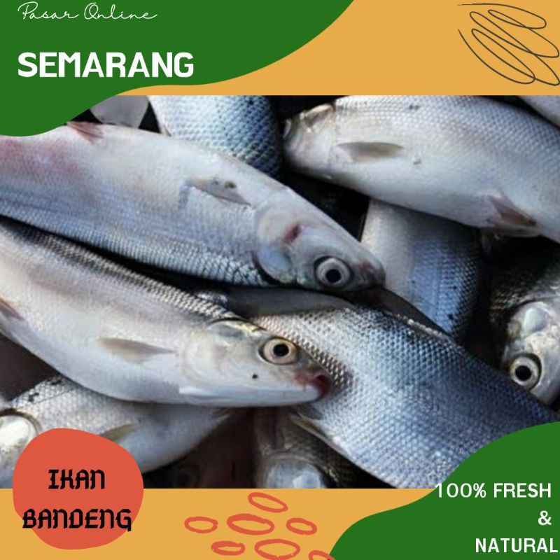 Jual Ikan Bandeng Segar / Fresh / Belanja Ikan segar Semarang / Pasar ...